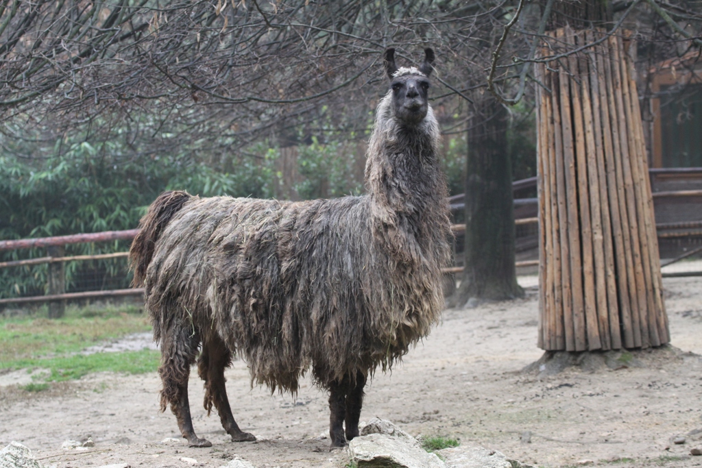 Lama -Llama