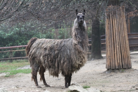 Galleria fotografica animali - Pictures gallery - animals